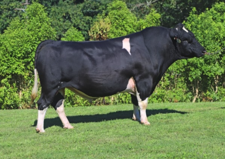 Hallville As Cola S2F - Taureau Génétique Pâturante | Progenes